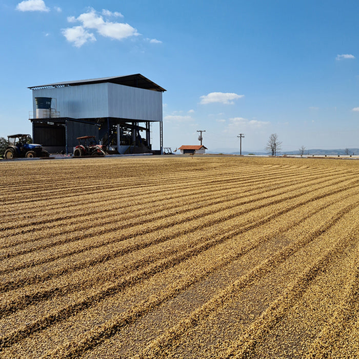 Single Origins – Anodyne Coffee Roasting Co.