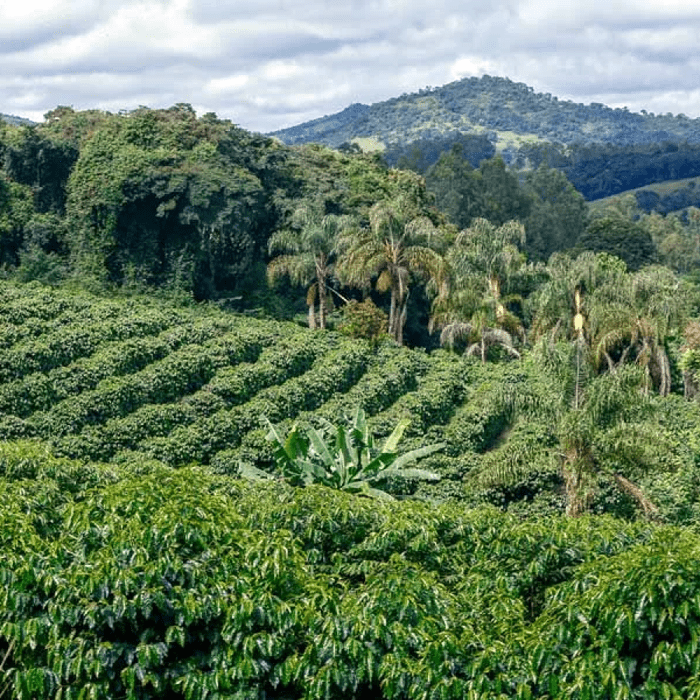 Colombia Tolima – Anodyne Coffee Roasting Co.